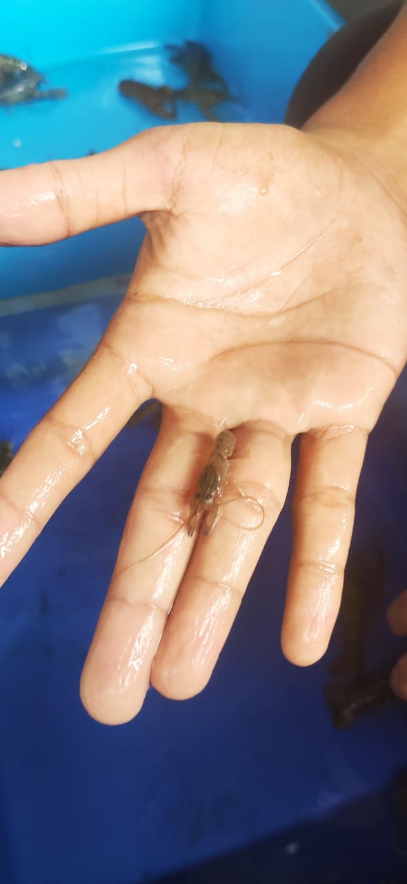 Arbaah – Australian Redclaw Breeding & Aquaculture Hatchery – Redclaw ...